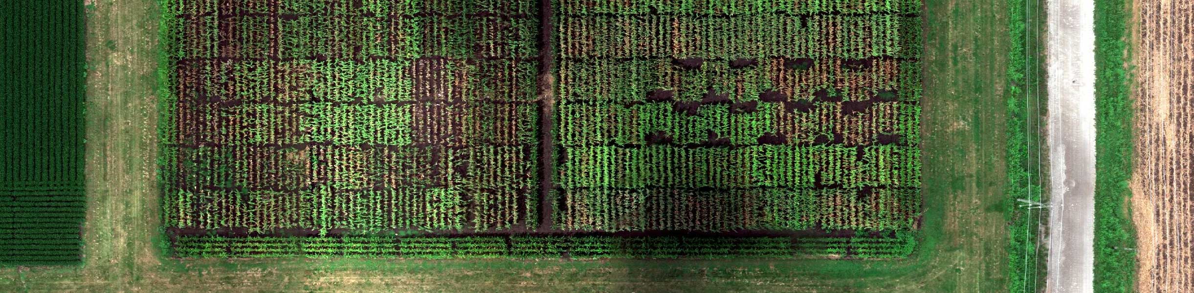 Crop Systems - Center for Research on Programmable Plant Systems