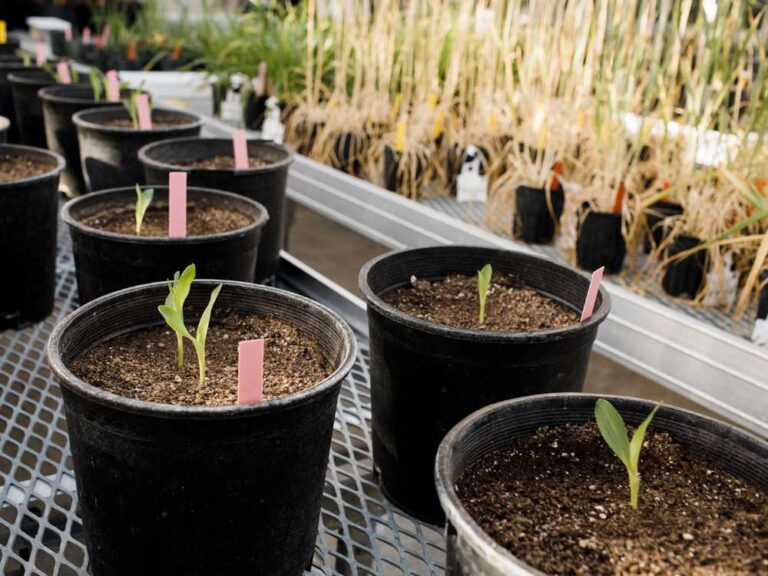 Plant Communications - Center for Research on Programmable Plant Systems