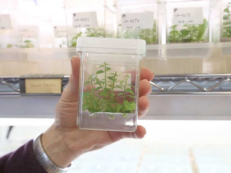 Plant Bioengineering and SynBio - Center for Research on Programmable ...