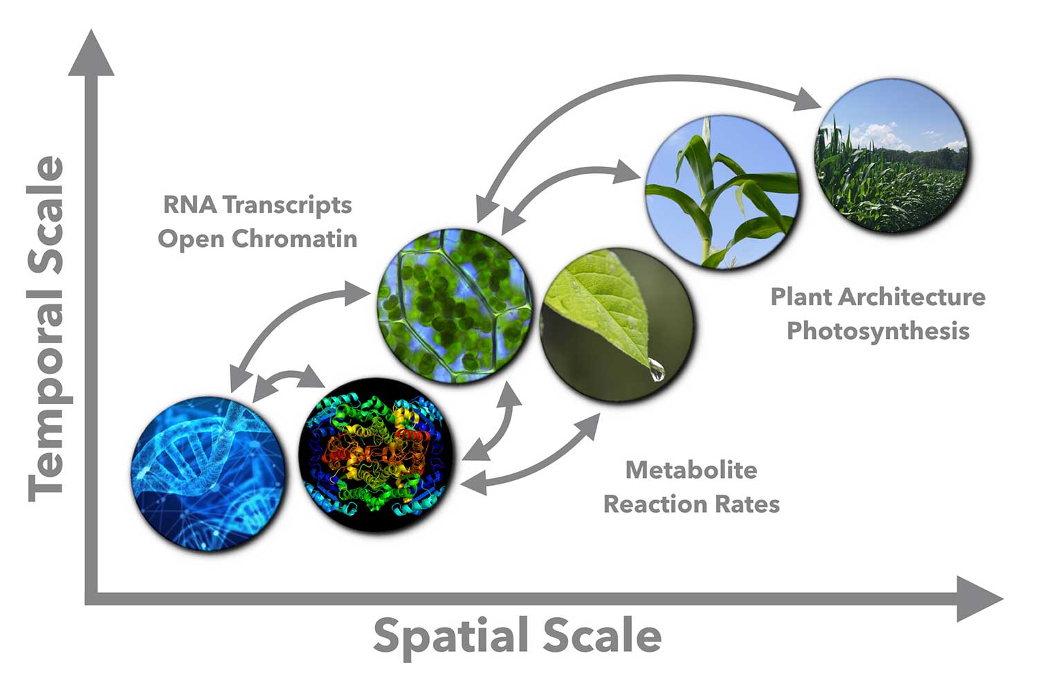 Research - Center for Research on Programmable Plant Systems